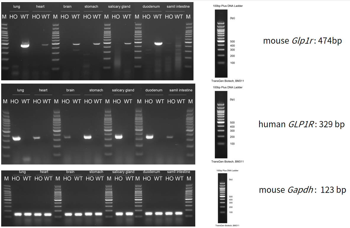 B6 hGLP-1R Mouse - Janvier Labs