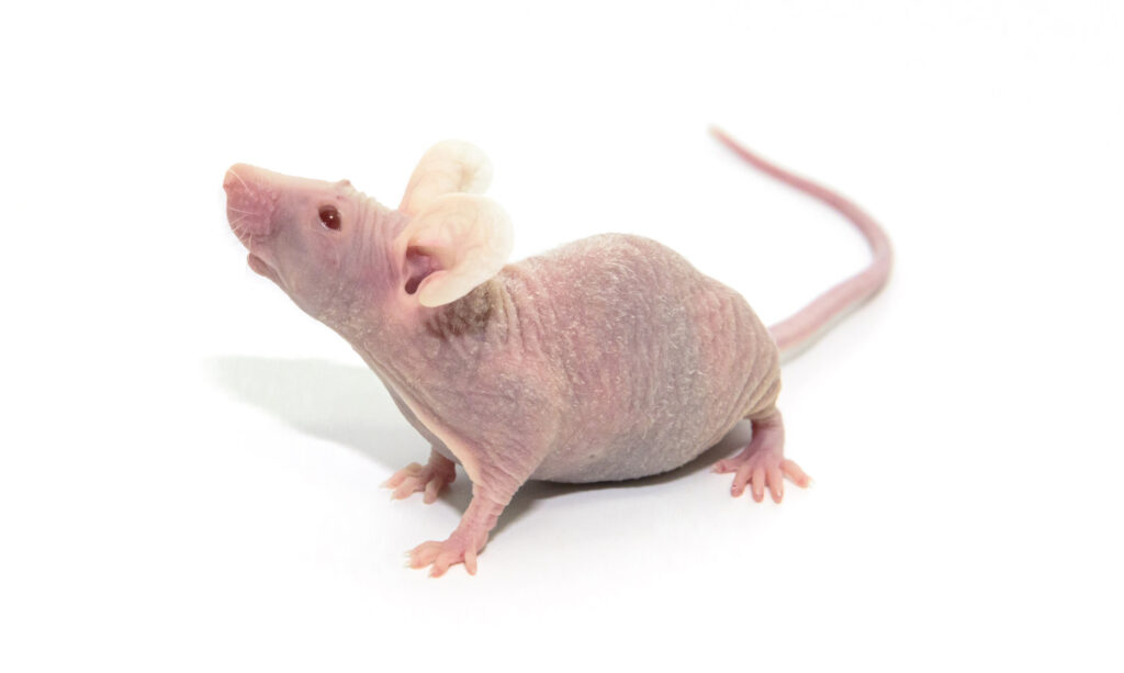 SWISS Mouse - Janvier Labs